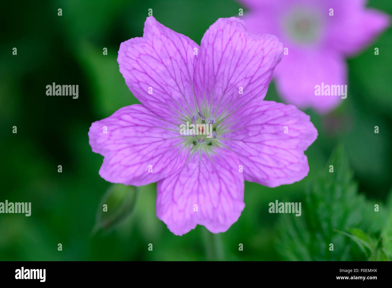 Close-up of a Geranium × oxonianum 'Wargrave Pink' Stock Photo - Alamy