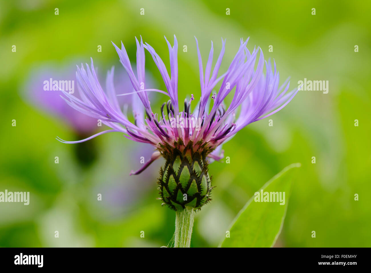 Centaurea montana, perennial cornflower, mountain bluet, mountain ...