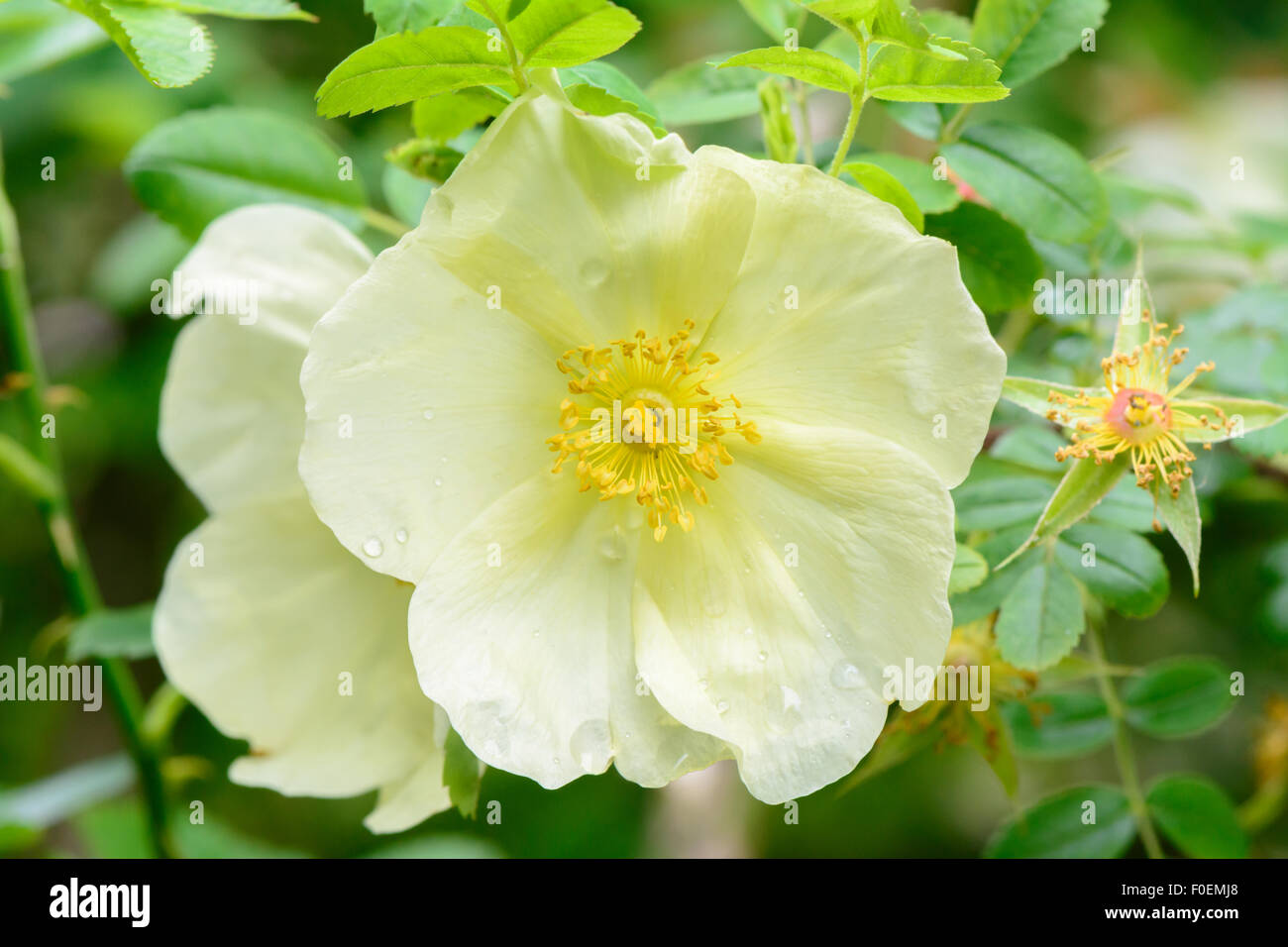 Buckieberry hi-res stock photography and images - Alamy