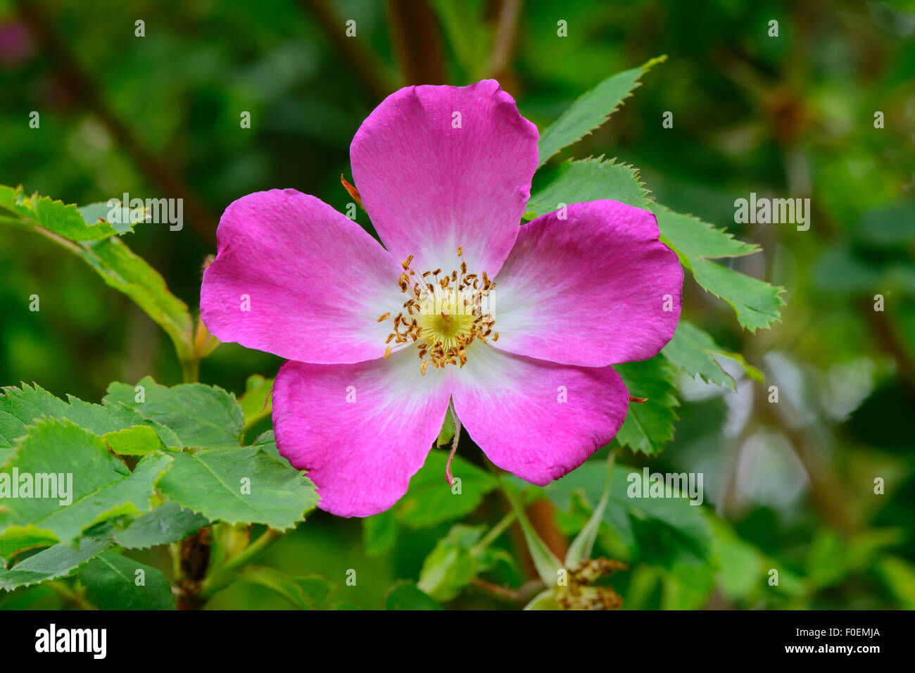 Rosa canina bird hi-res stock photography and images - Alamy