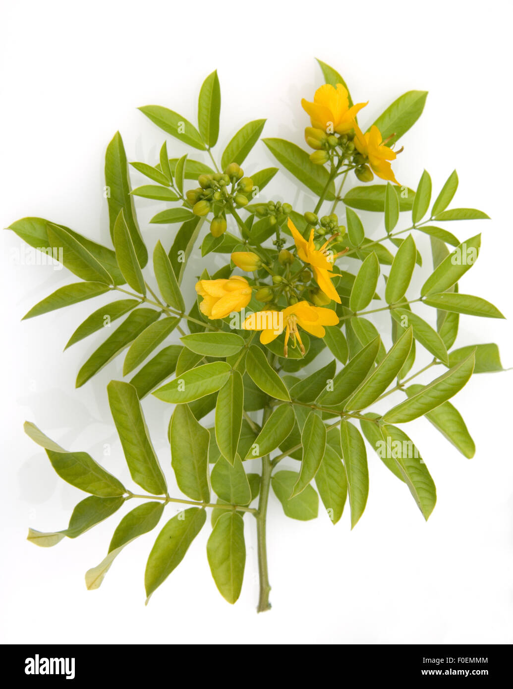 Senna tora plant hi-res stock photography and images - Alamy