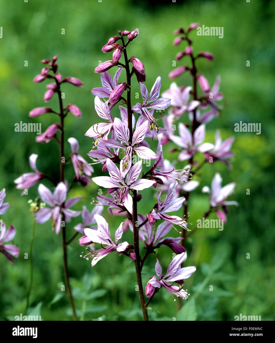 Diptam, Dictamnus Albus, Heilpflanzen Stock Photo - Alamy