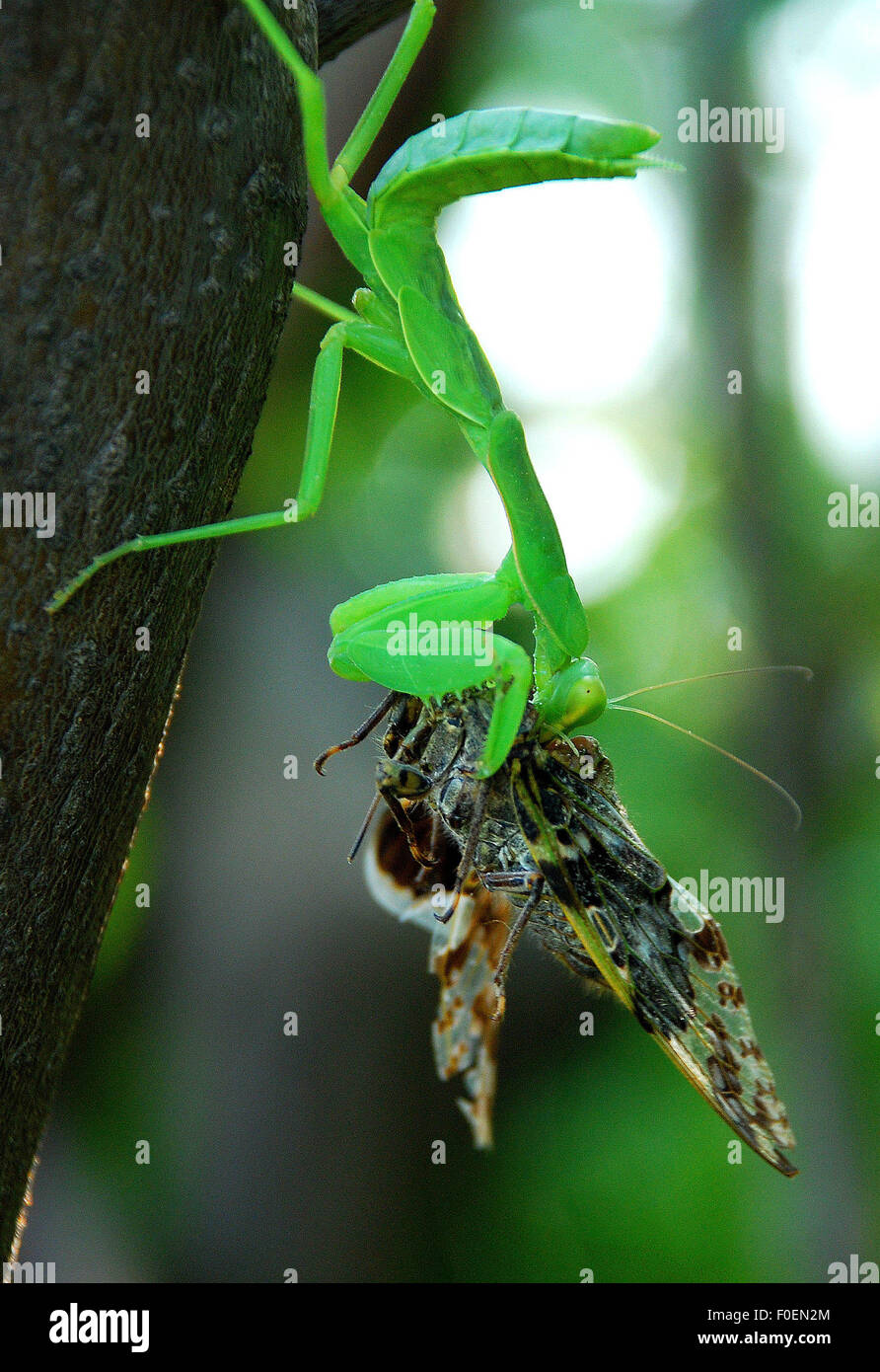 Yantai. 14th Aug, 2015. A mantis eats a cicada on a tree at the Tashan ...