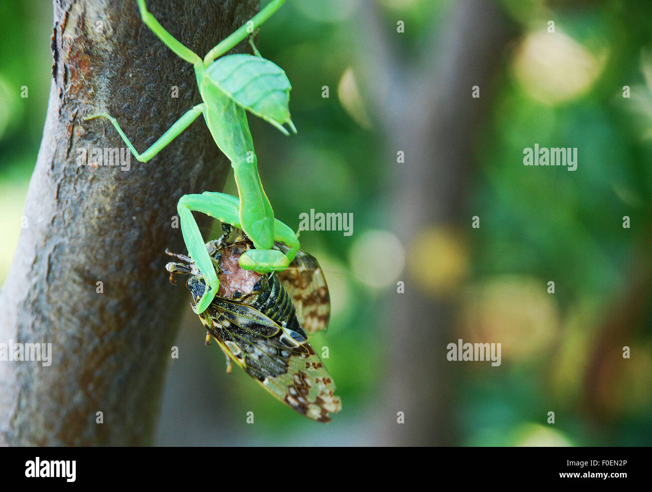 Yantai. 14th Aug, 2015. A mantis eats a cicada on a tree at the Tashan ...