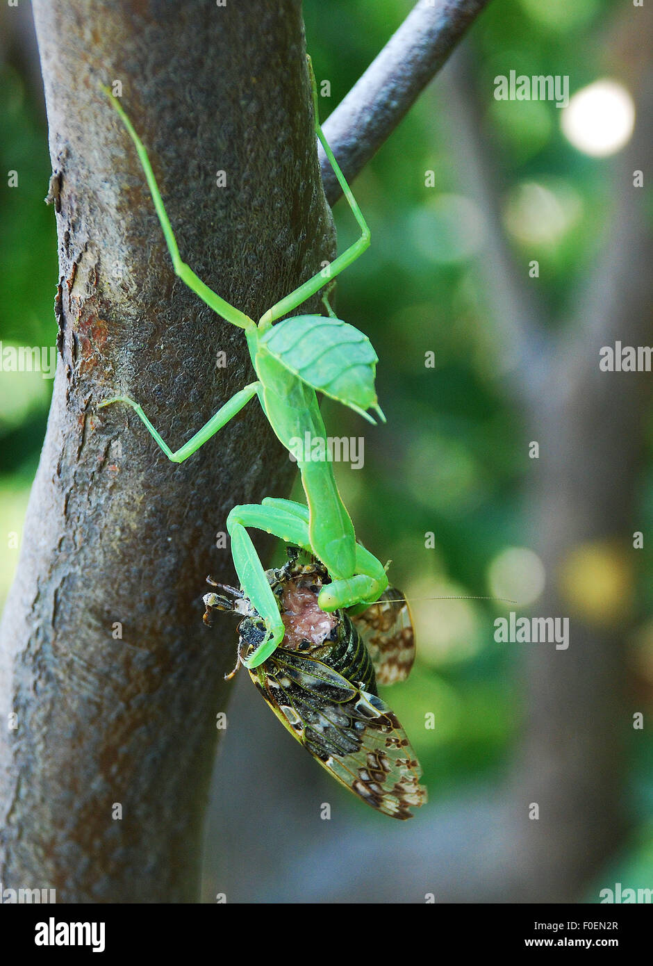 Cicada Mantis High Resolution Stock Photography and Images - Alamy