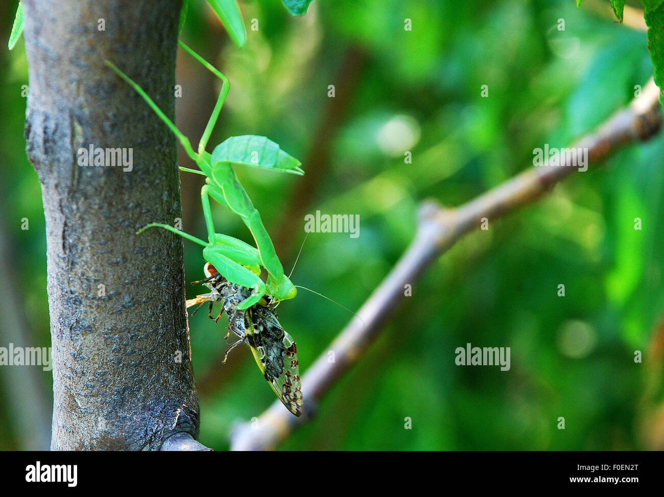 Yantai. 14th Aug, 2015. A mantis eats a cicada on a tree at the Tashan ...