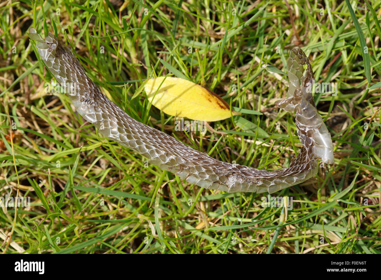 Grass snake (Natrix natrix) skin, shedded, Mecklenburg, Western ...
