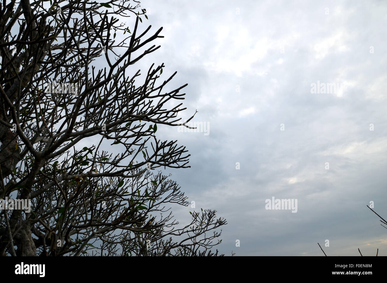 Barren Tree at sunset Stock Photo - Alamy