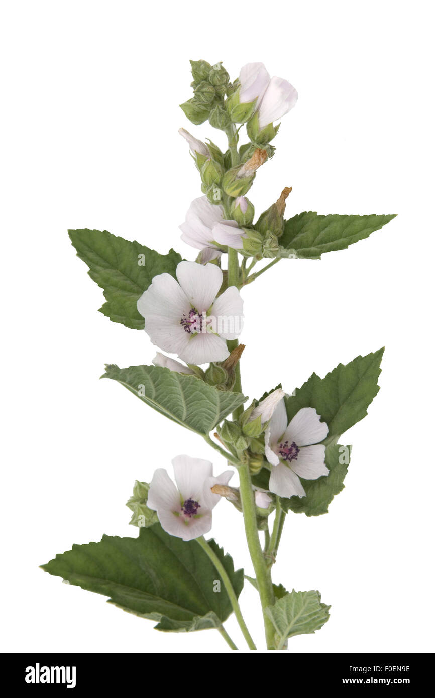 Eibisch; Althaea; Officinalis; Althaea Stock Photo - Alamy