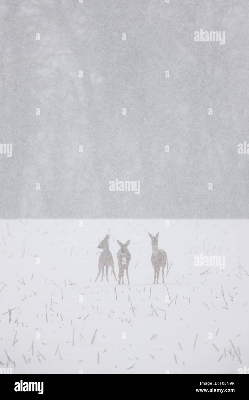 Heavy snow fall during hi-res stock photography and images - Alamy