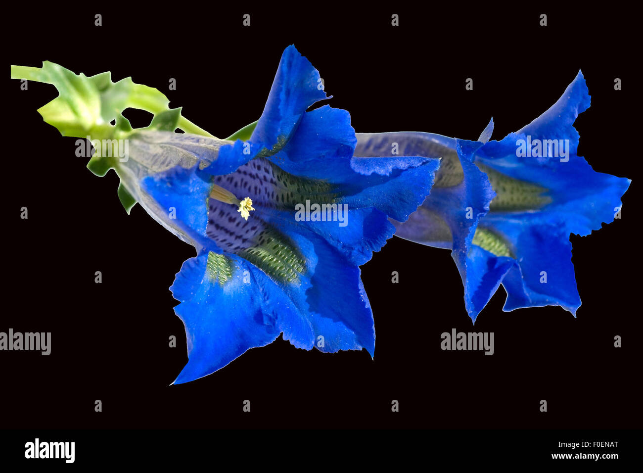 Blauer enzian hi-res stock photography and images - Alamy