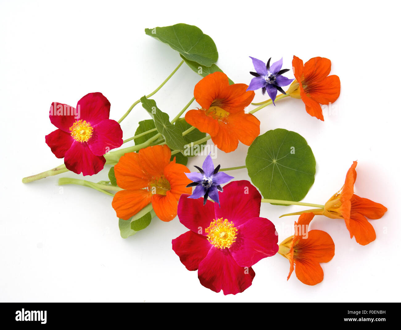 Essbare hi-res stock photography and images - Alamy