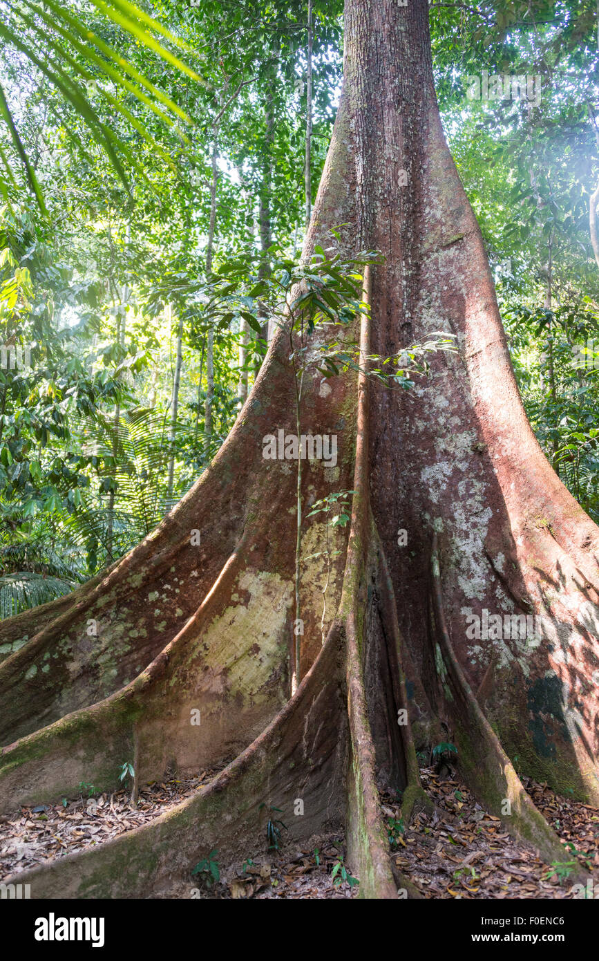 Buttress roots of an old forest giant in the jungle, tropical giant ...