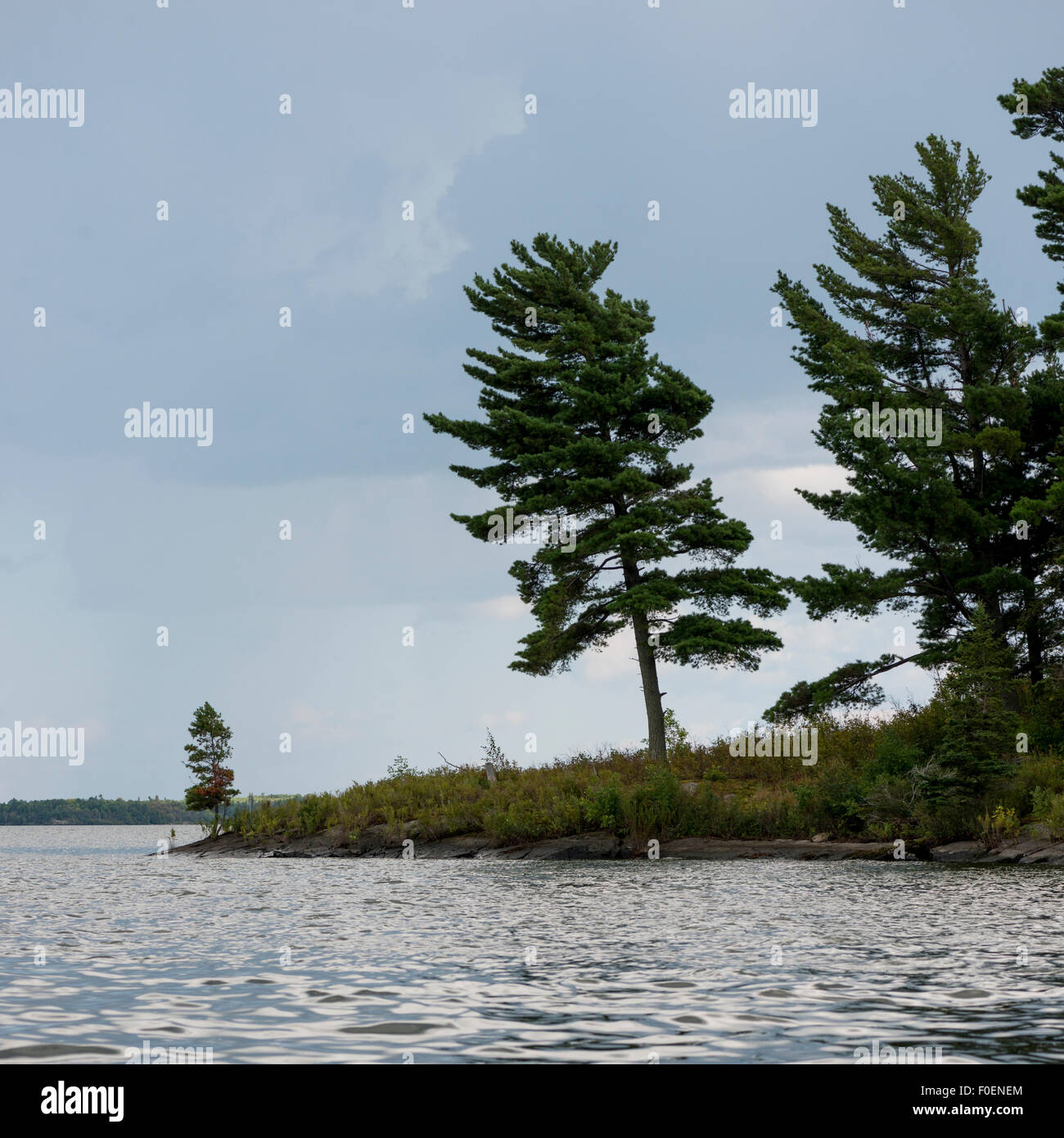 Evergreen Trees at the lakeside, Lake Of The Woods, Ontario, Canada ...