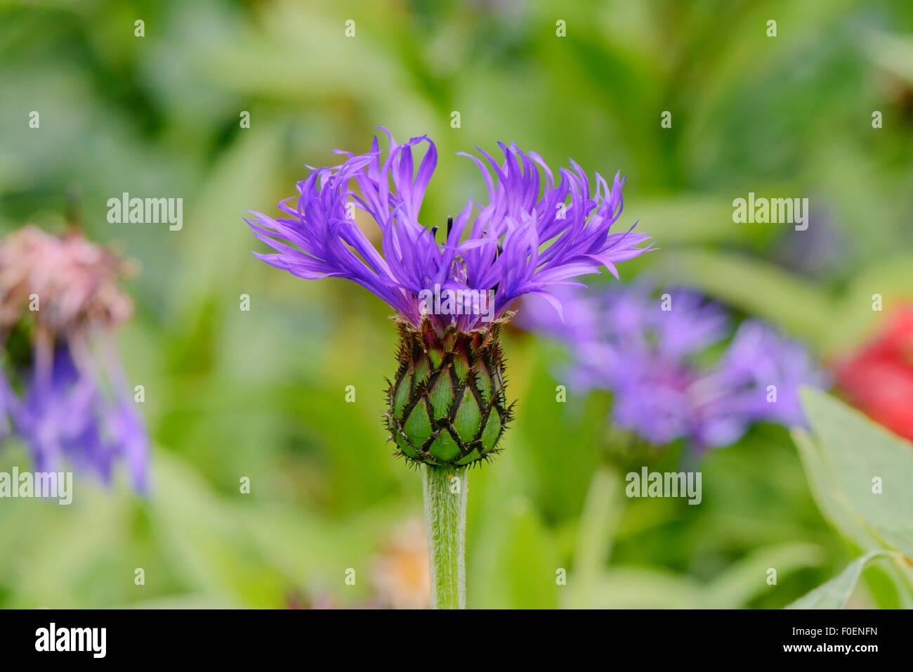 Centaurea montana, perennial cornflower, mountain bluet, mountain ...