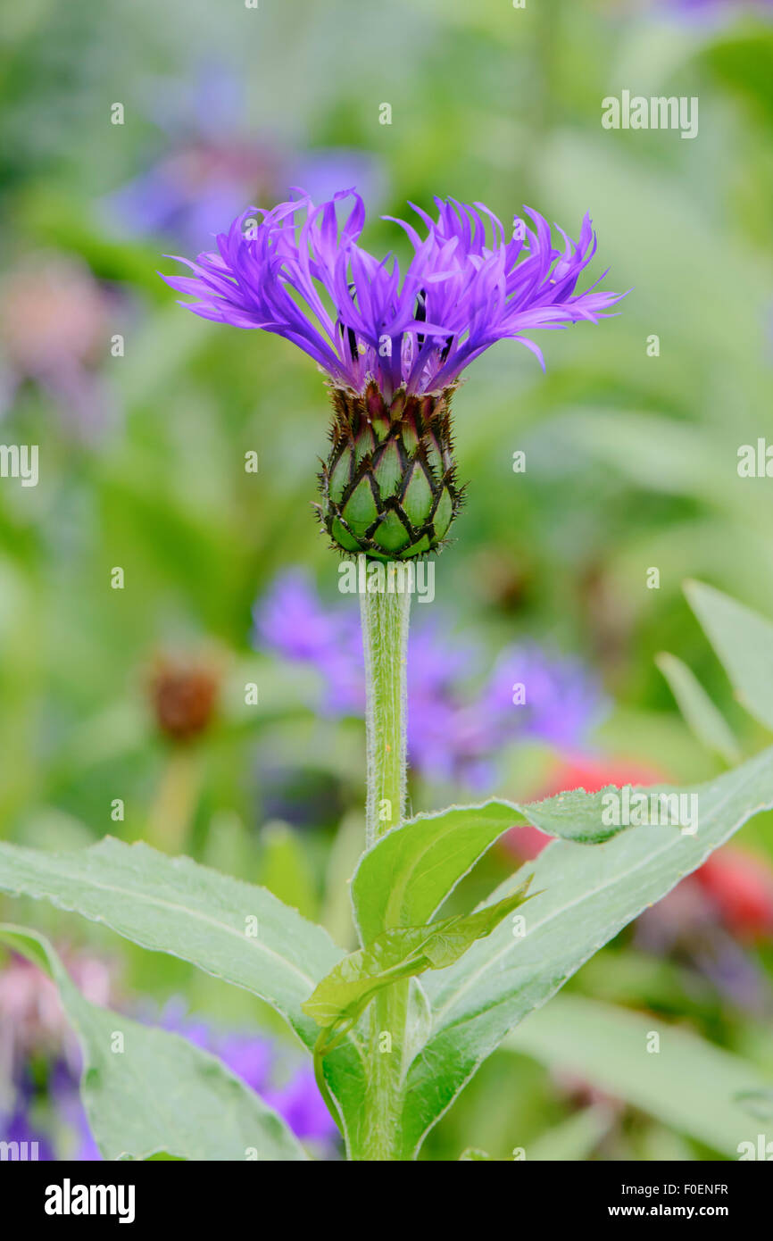 Centaurea montana, perennial cornflower, mountain bluet, mountain ...