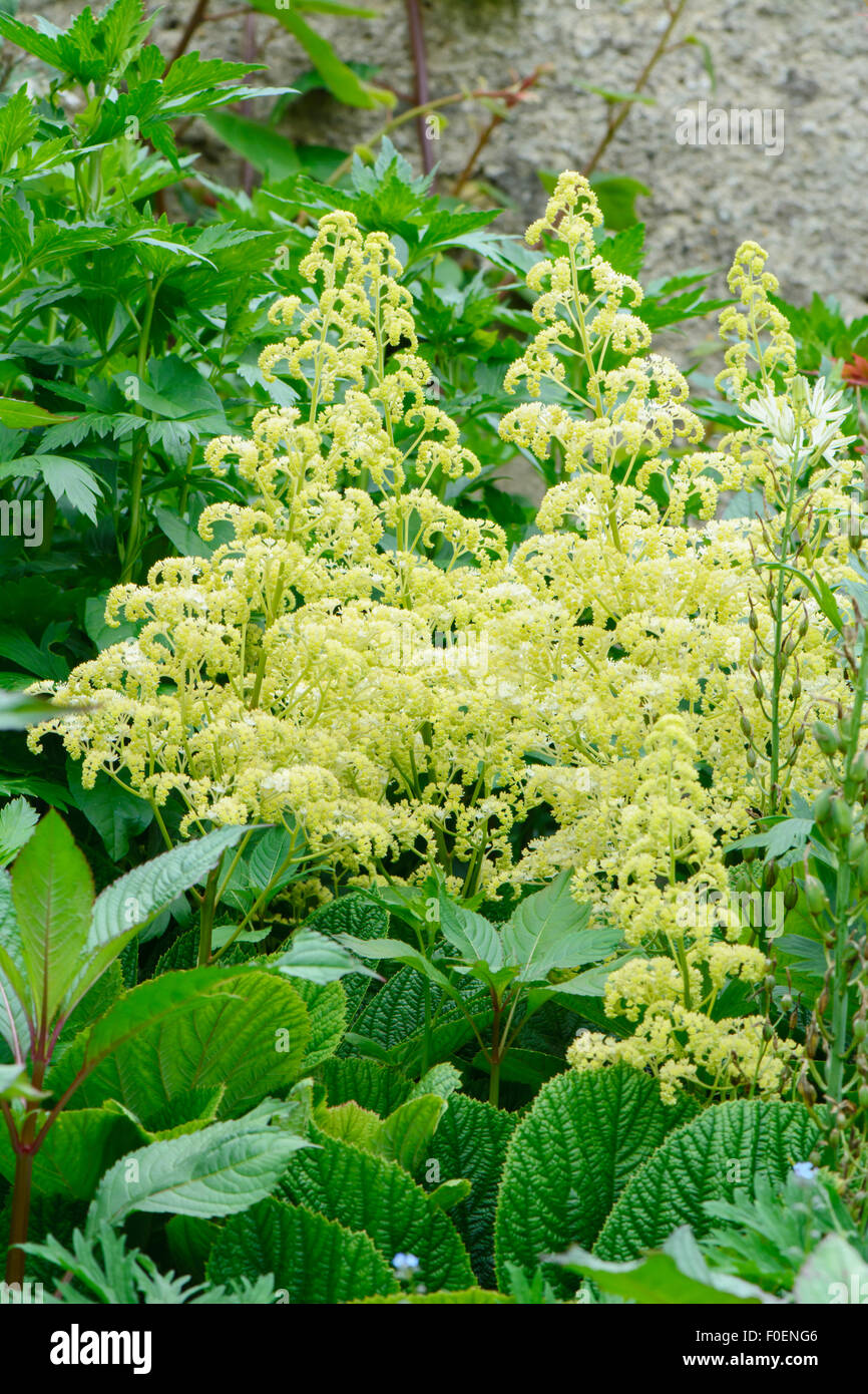 Rodgersia pinnata 'Superba' Stock Photo - Alamy