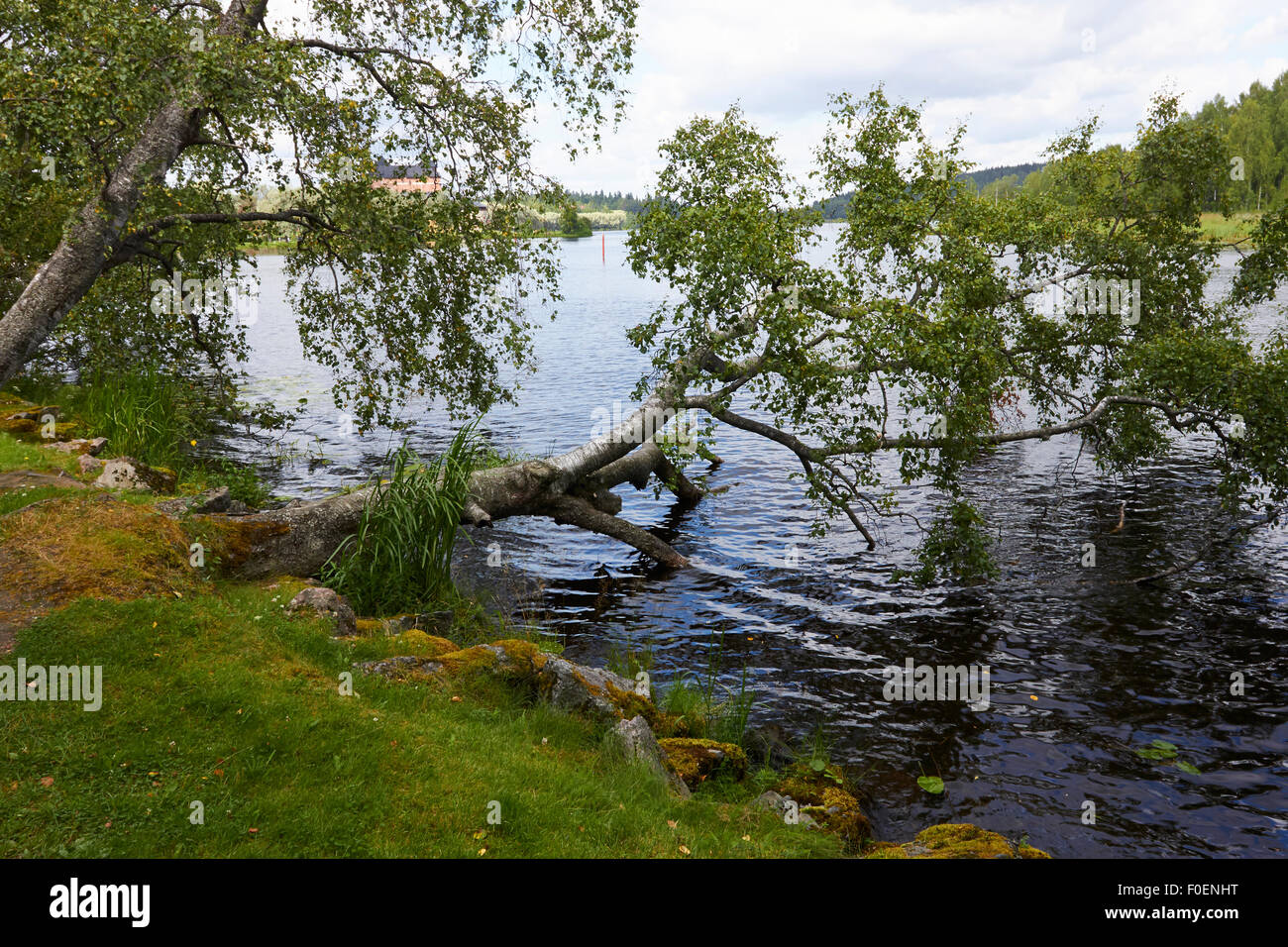 River birch tree hi-res stock photography and images - Alamy