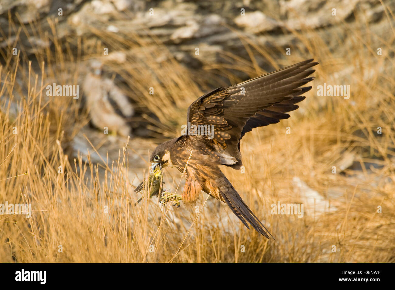 Eleonora's falcon (Falco eleonorae) landing with prey, Andros, Greece ...