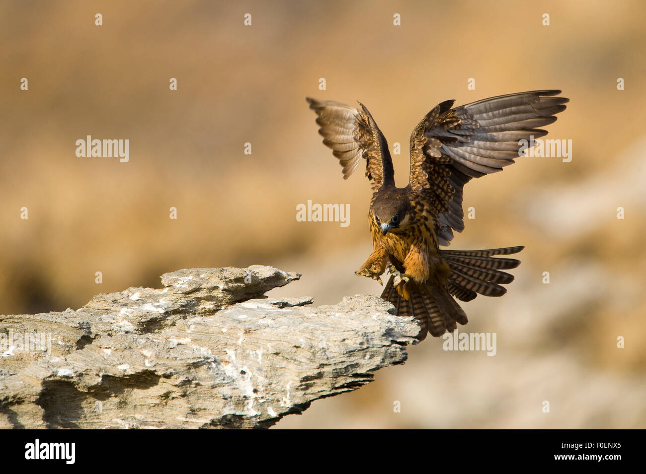 Eleonora's falcon (Falco eleonorae) landing on rock ledge, Andros ...