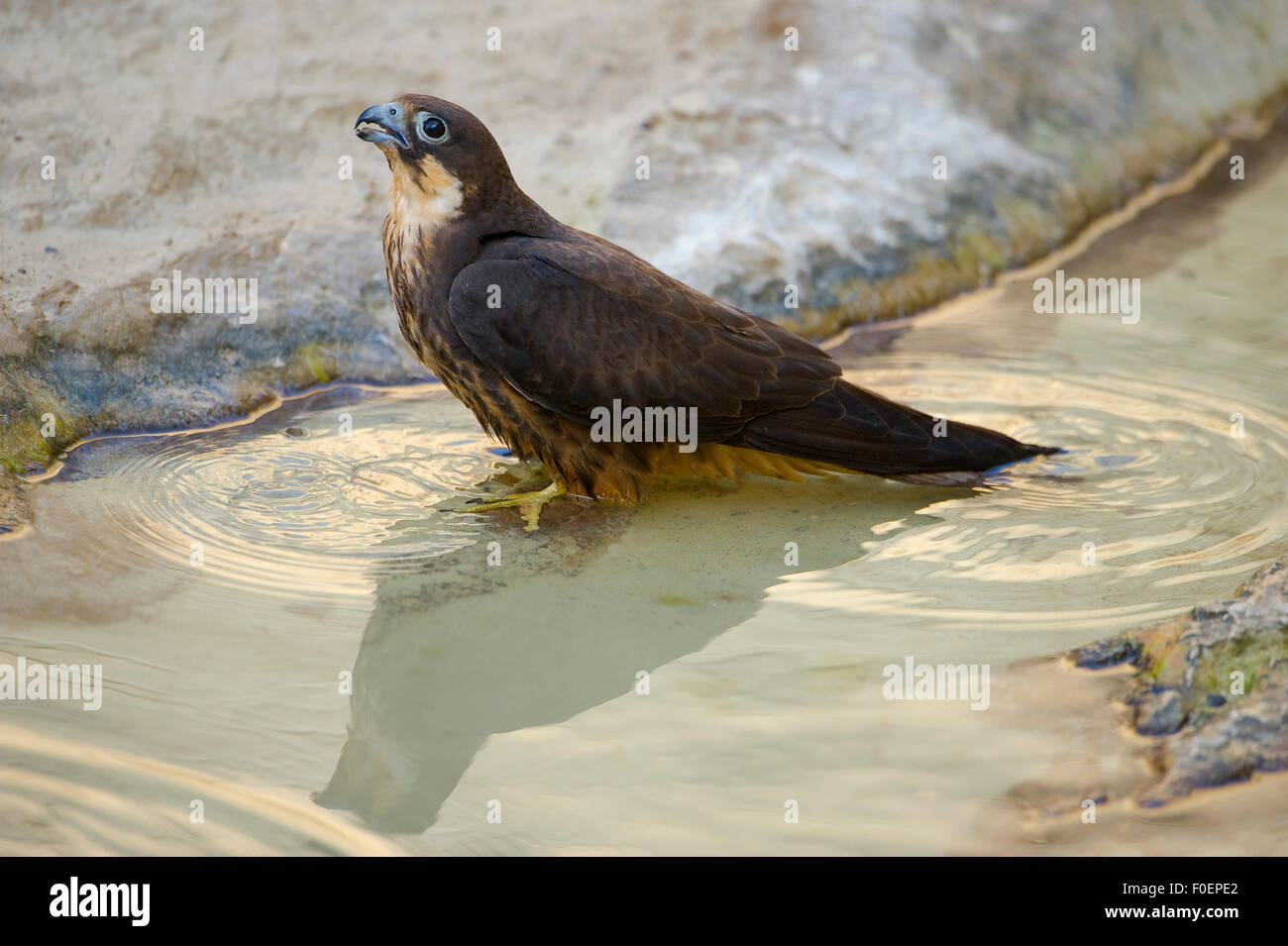 Eleonora's falcon (Falco eleonorae) drinking, Antikythera, Greece ...