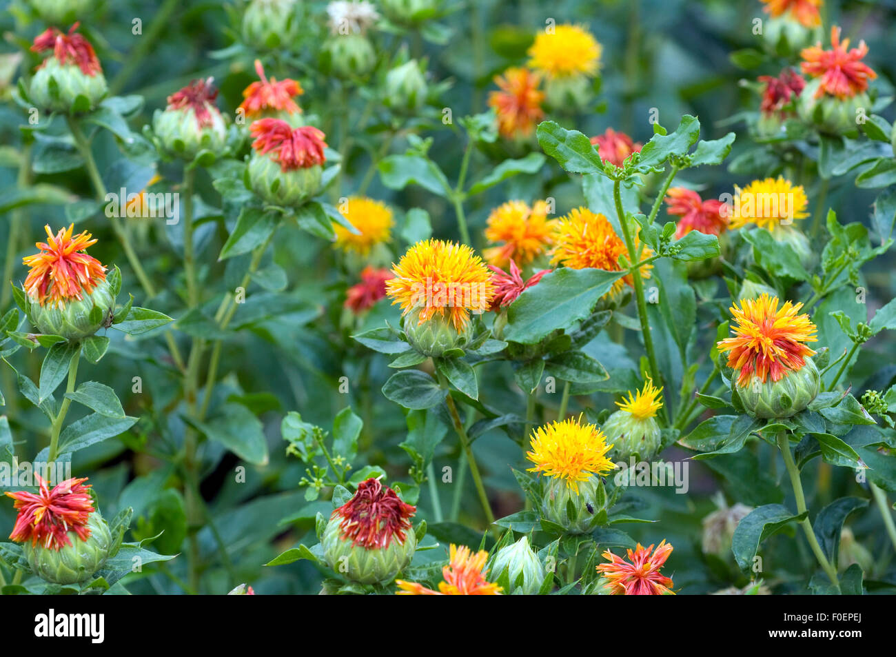 Carthamus tinctorius hi-res stock photography and images - Alamy