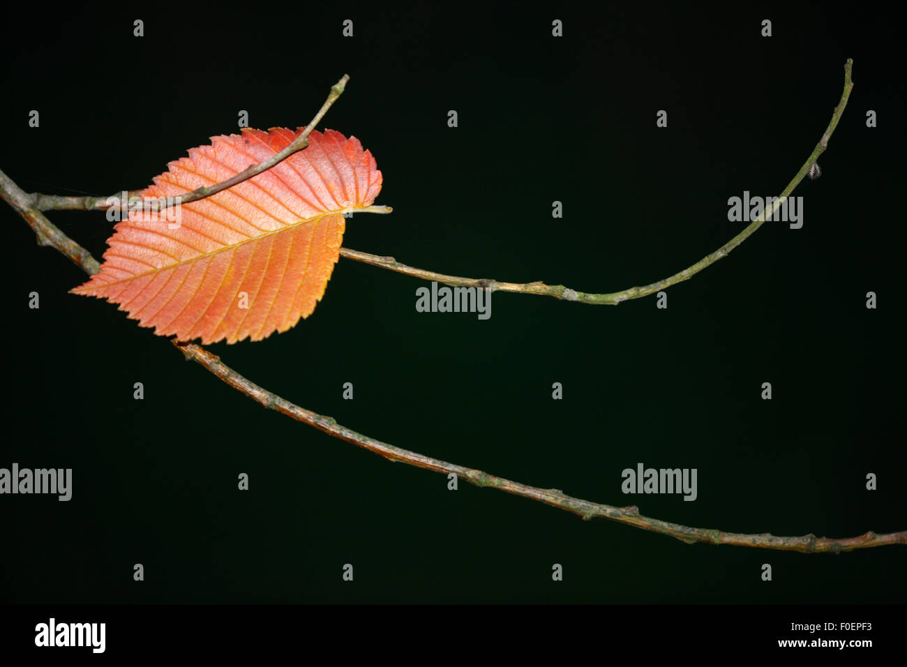 Autumn leaf balanced on small twigs, Krasna Lipa, Ceske Svycarsko ...