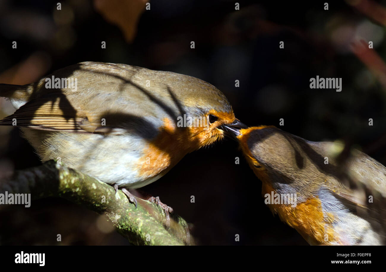Robin male female hi-res stock photography and images - Alamy
