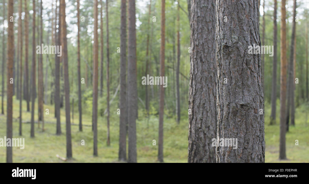 pine forest in warm summer day Stock Photo - Alamy
