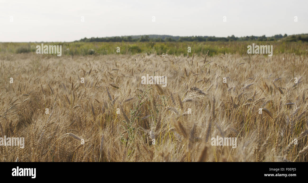 wheat field ready for harvest Stock Photo - Alamy