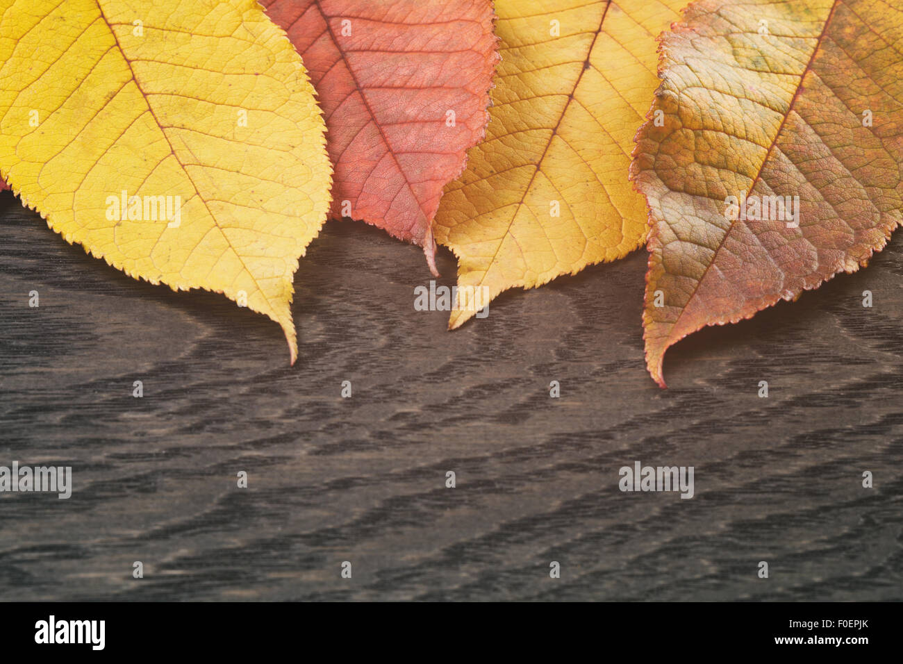 autumn cherry leaves on wood background Stock Photo - Alamy