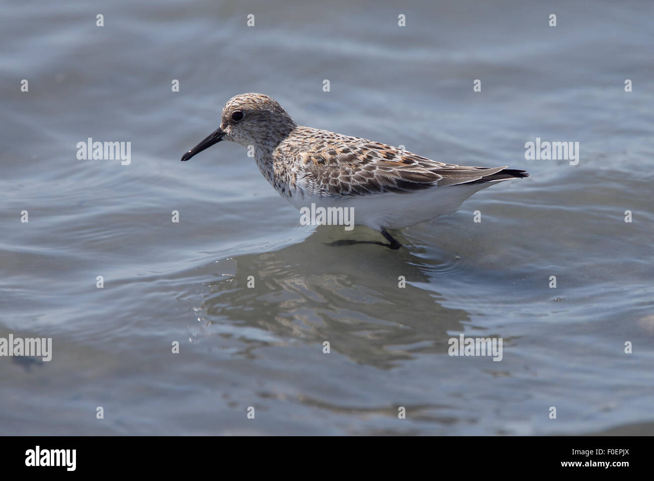 Sanderling, (Calidris alba), moulting into summer plumage, the Bonanza ...