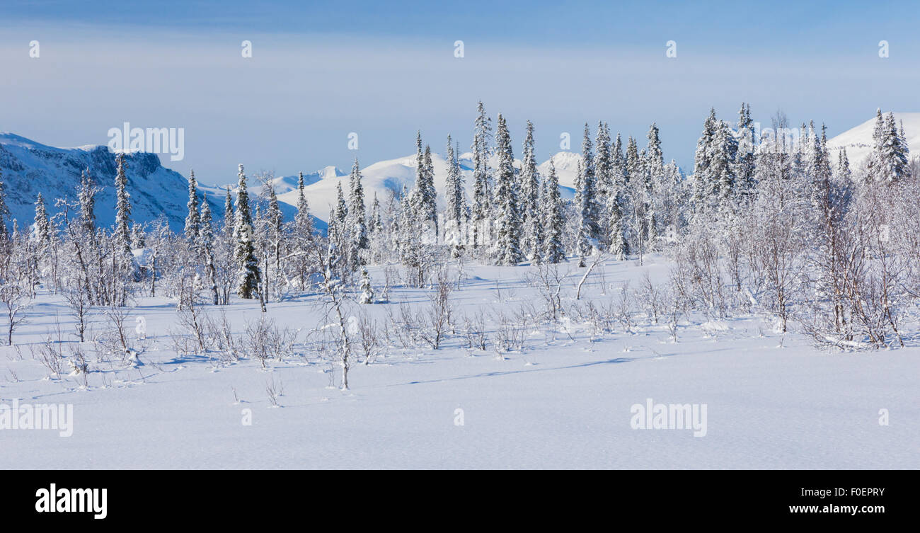 Sunny winter landscape with snowy trees, spruces and birches, with a ...