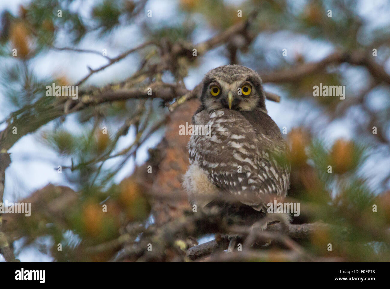 Juvenile Northern Hawk-owl, Surnia ulula, sitting in a pine tree ...