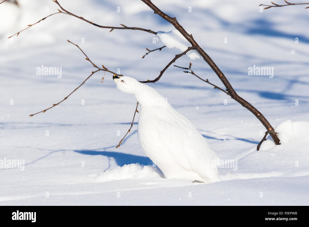 Bending trees with snow in a forest hi-res stock photography and images ...