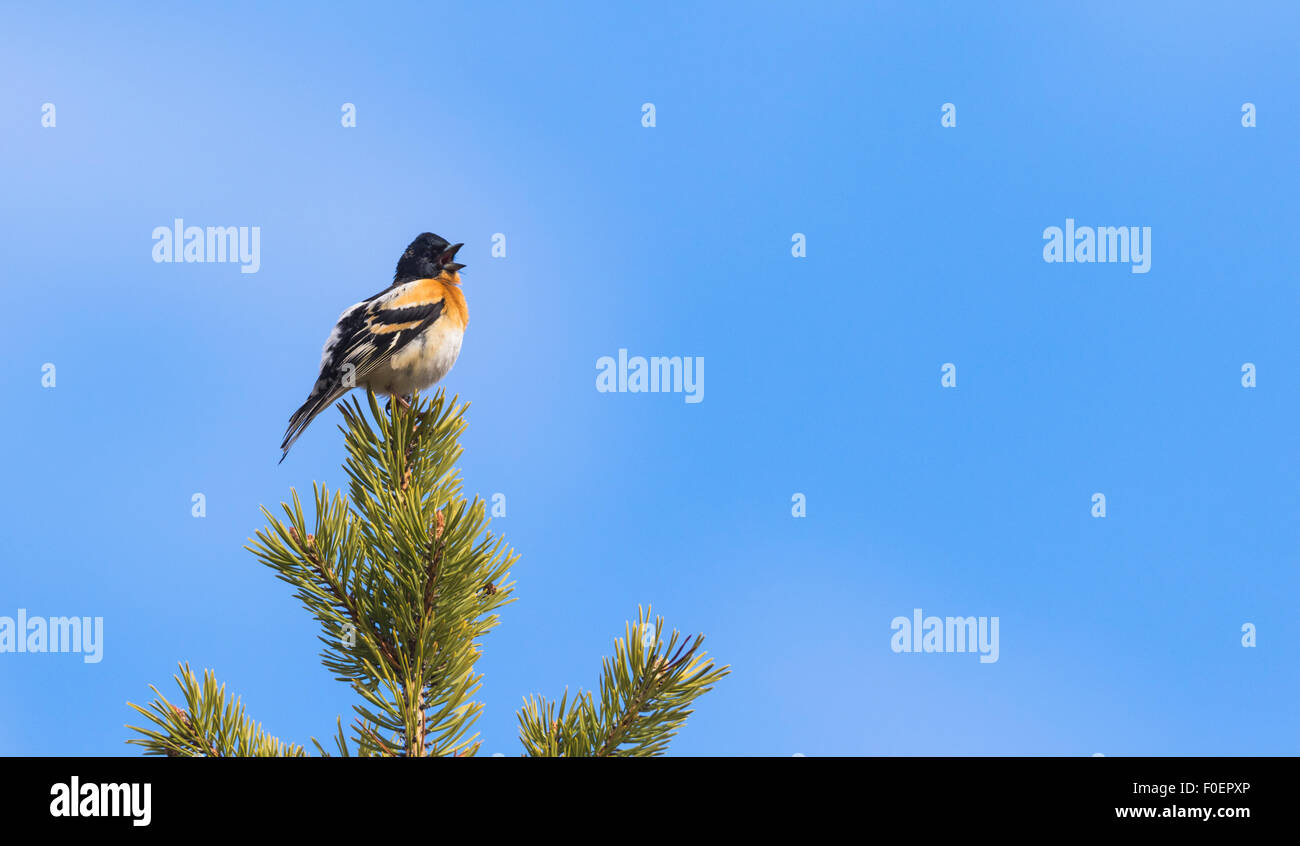 Singing At Top Of Tree High Resolution Stock Photography and Images - Alamy