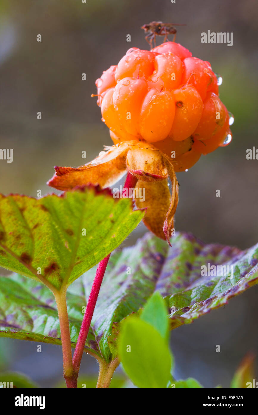 Rubus chamaemorus berries hi-res stock photography and images - Alamy