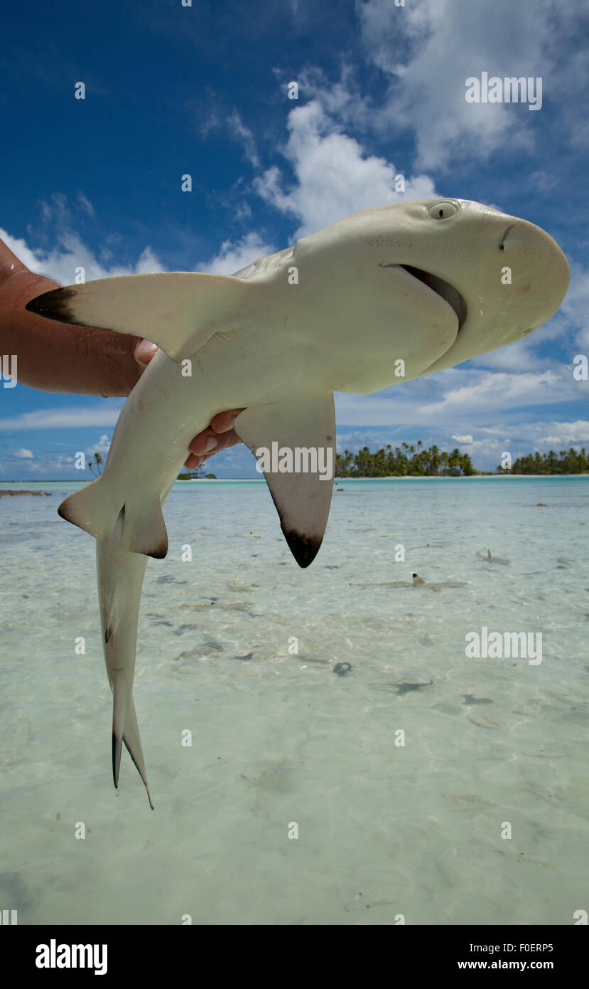 BLACKTIP REEF SHARK WITHOUT WATER ON BEACH Stock Photo - Alamy
