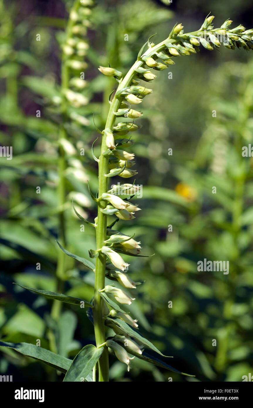 Digitalis Lutea High Resolution Stock Photography and Images - Alamy