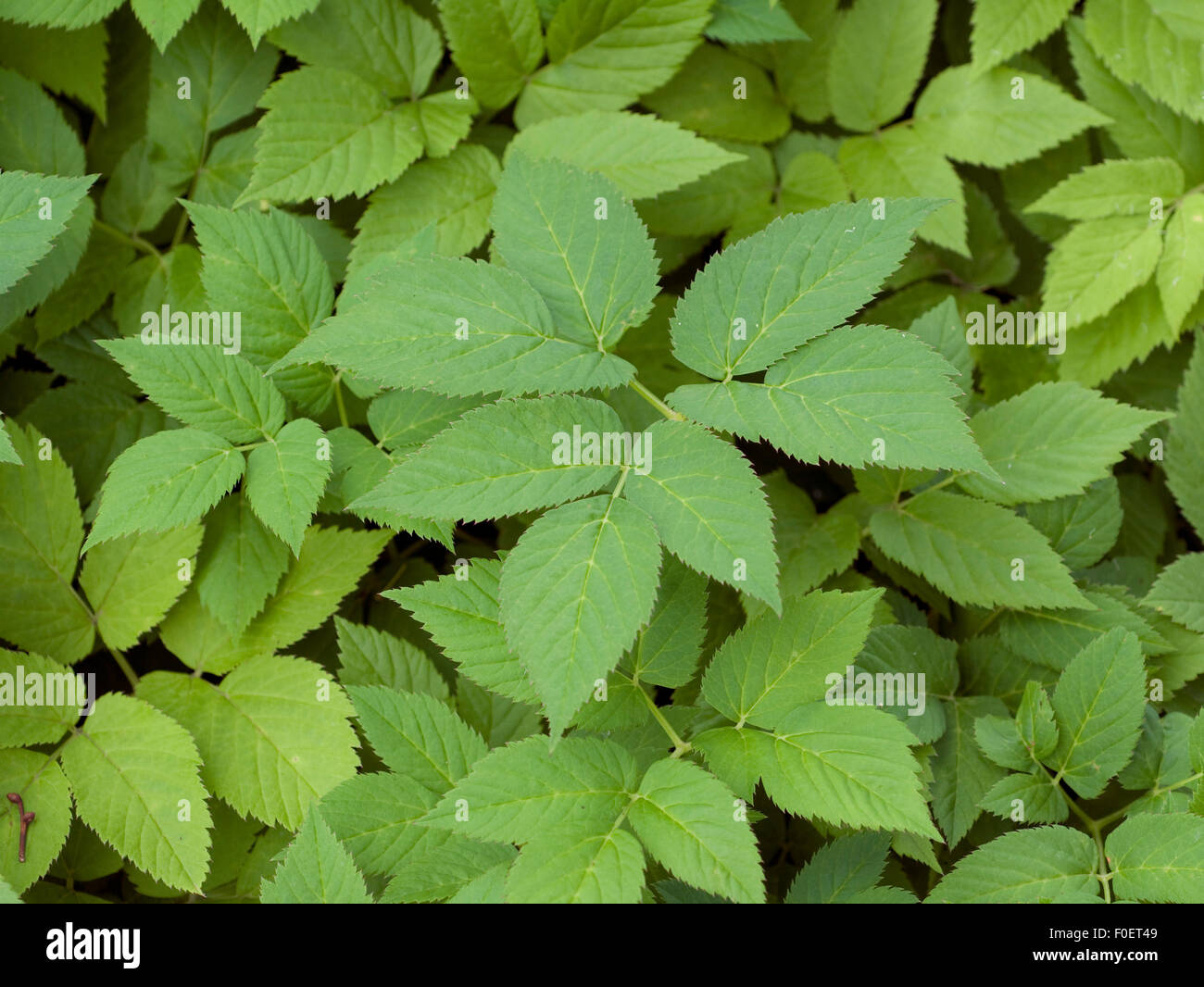Giersch, Aegopodium Podagraria Stock Photo - Alamy