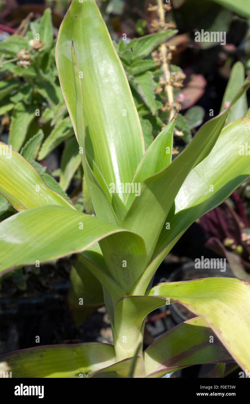 Goldkelch; Solandra maxima Stock Photo - Alamy