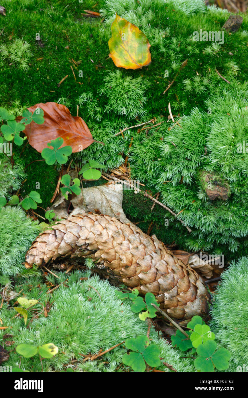 Norway spruce tree (Picea abies) cone on moss, Ceske Svycarsko ...