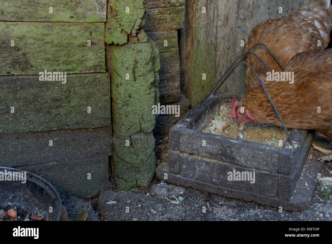 Poultry house hi-res stock photography and images - Alamy