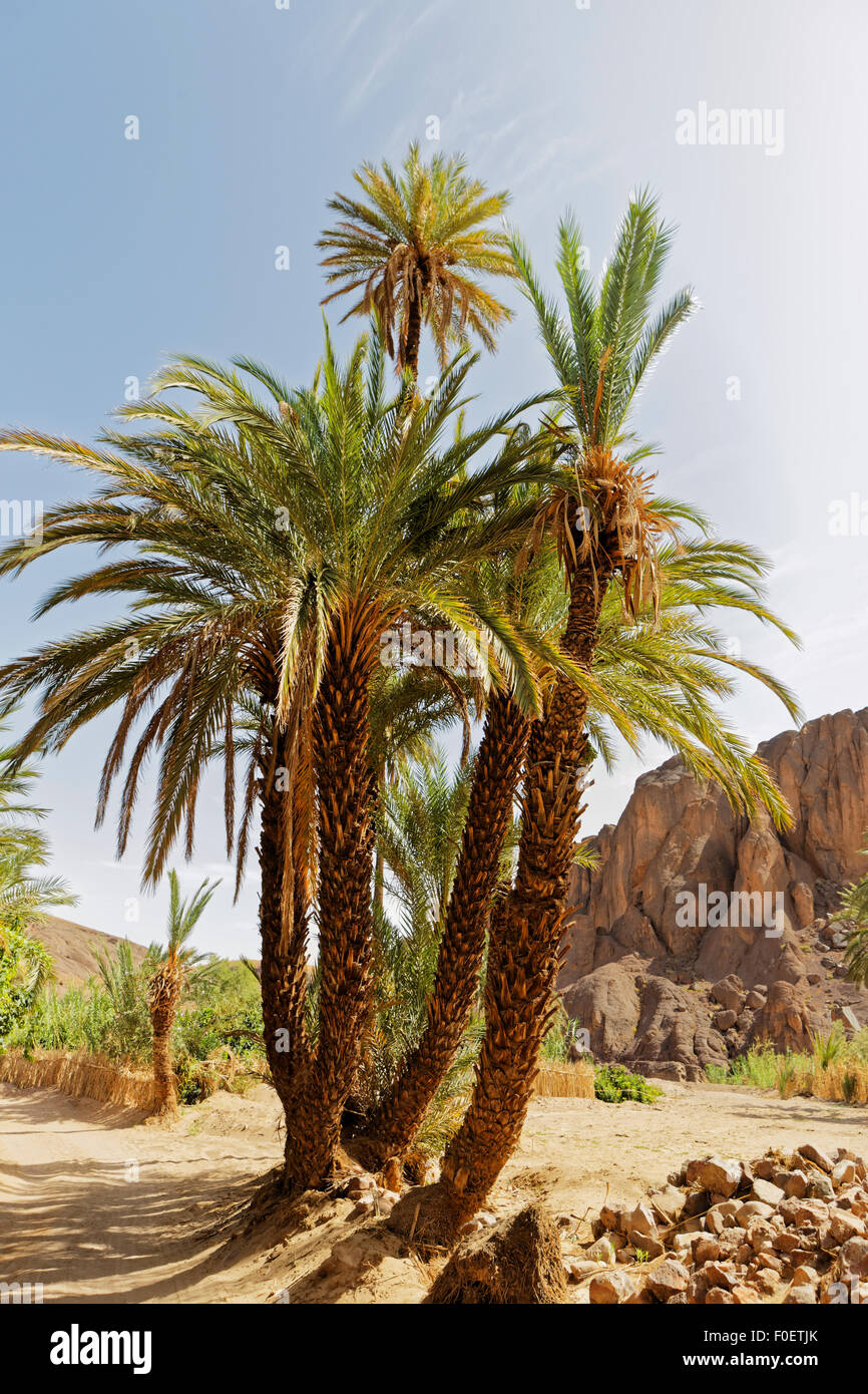 Small palm trees hi-res stock photography and images - Alamy