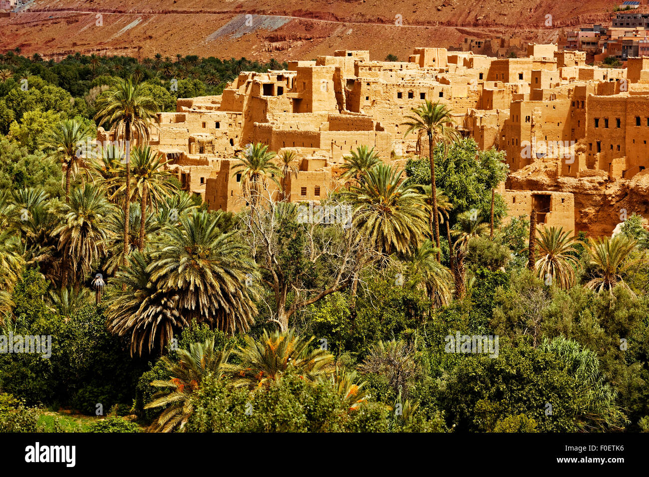 Date palm tree morocco hi-res stock photography and images - Alamy