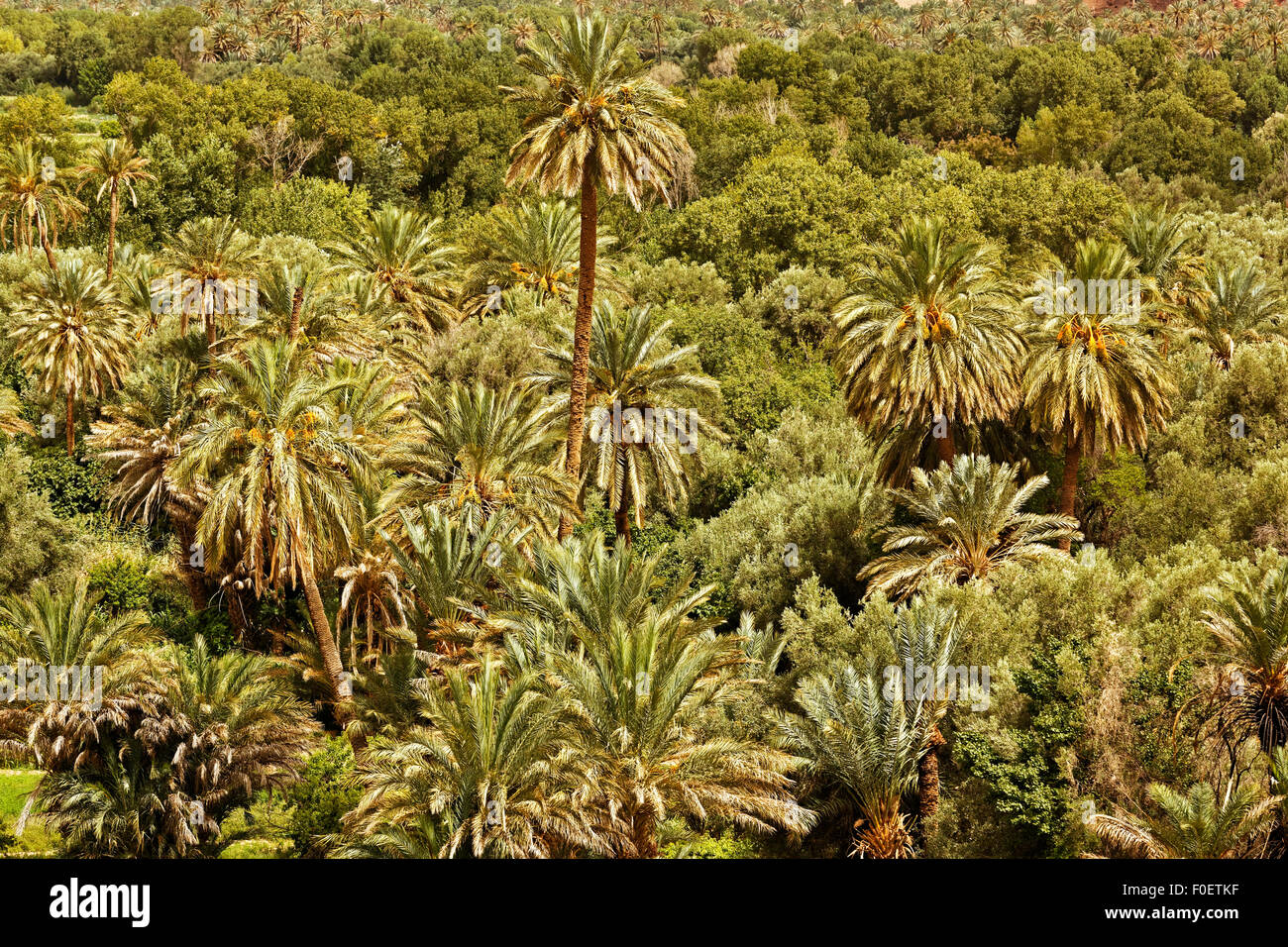 Oasis and palm trees hi-res stock photography and images - Alamy