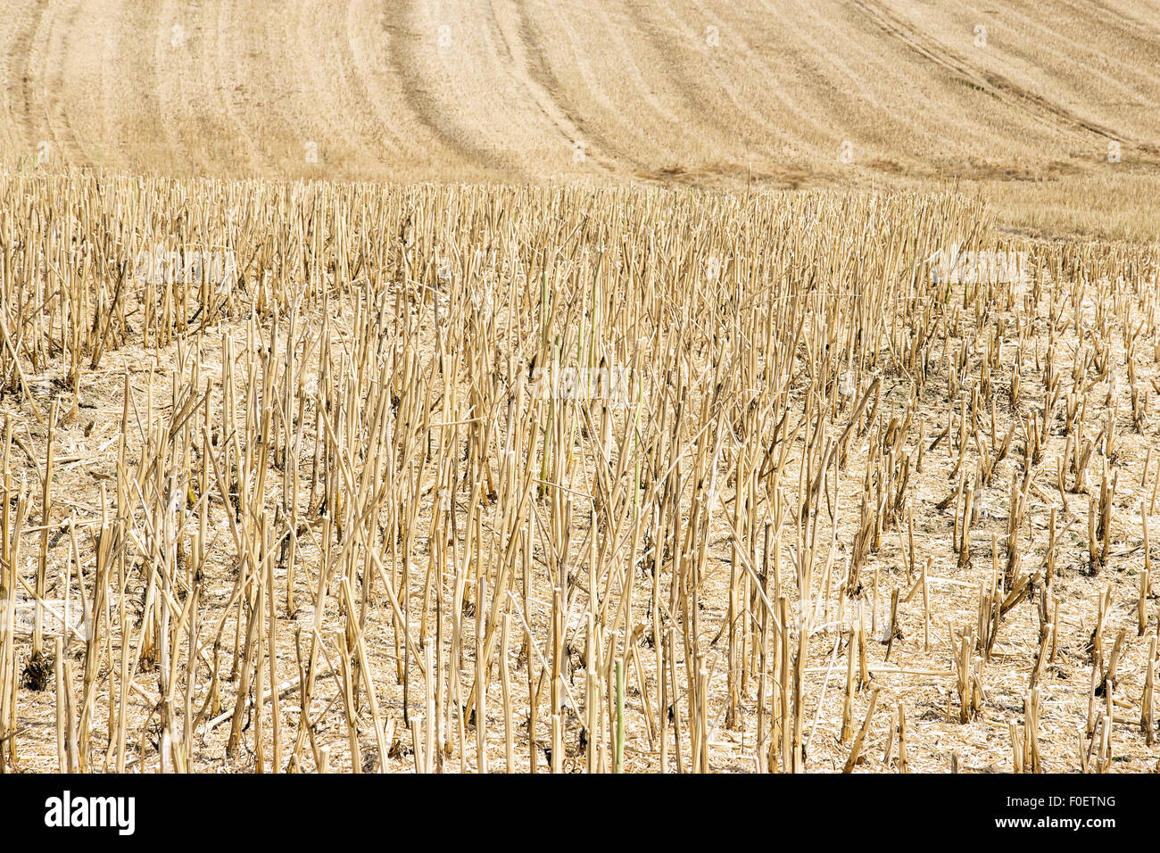 straw stubble after harvesting on farm field Stock Photo - Alamy