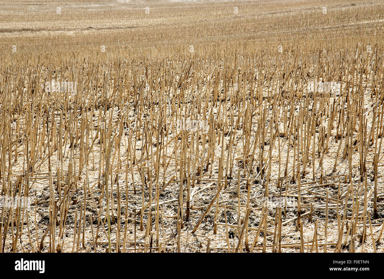 straw stubble after harvesting on farm field Stock Photo - Alamy