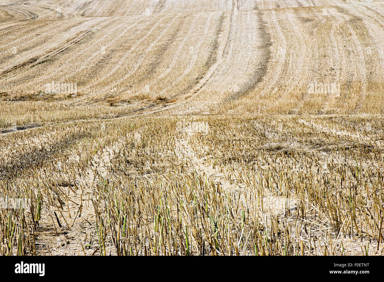 straw stubble after harvesting on farm field Stock Photo - Alamy