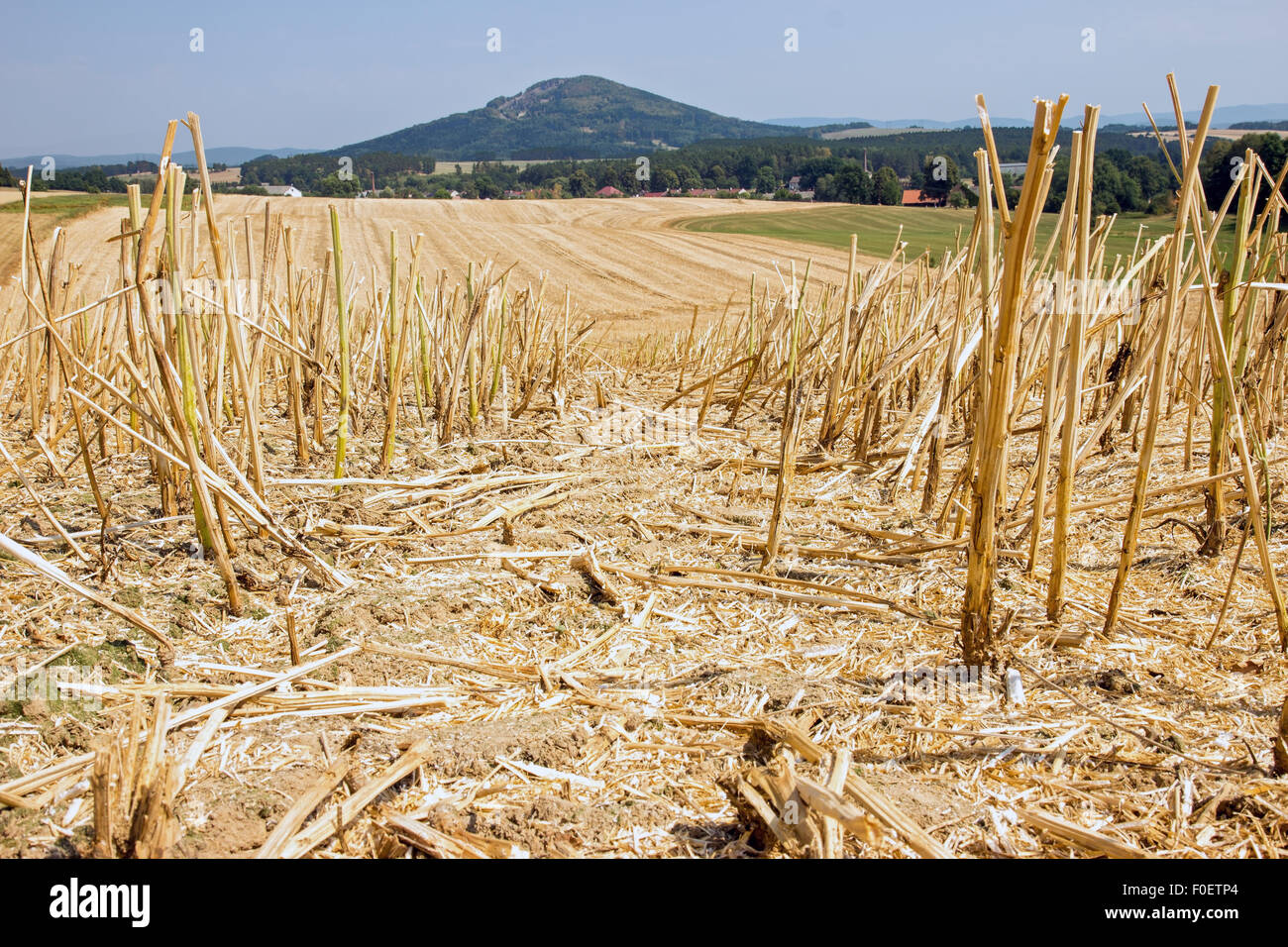 straw stubble after harvesting on farm field Stock Photo - Alamy